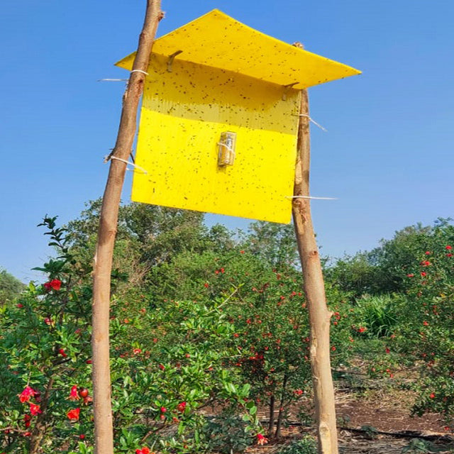 Effective Insect Pest Management for Agriculture | King Catcher ...